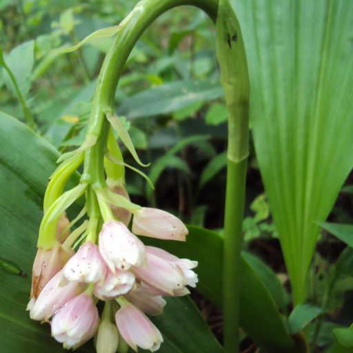 Mangrove (Rhizophora Apiculata) Plant Care & How to Grow, Water