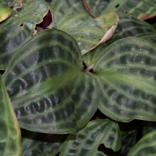 Seersucker (Geogenanthus Poeppigii) Plant Care & How to Grow, Water