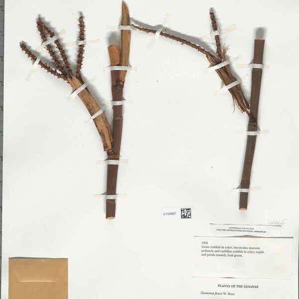 Geonoma Aspidiifolia Care Guide: Water, Soil & Propagation - Plantiary