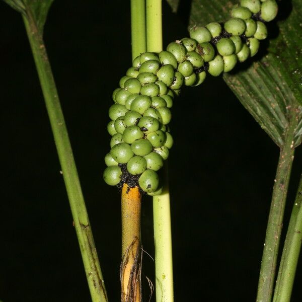 Cuneate Shadowpalm (Geonoma Cuneata) Plant Care & How to Grow, Water