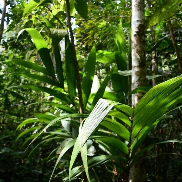Jatata Shadowpalm (Geonoma Deversa) Care Guide: Water, Soil ...