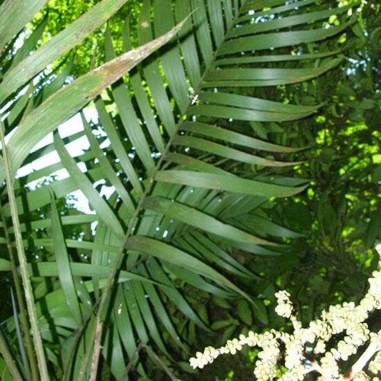 Geonoma Pinnatifrons Plant Care & How to Grow, Water