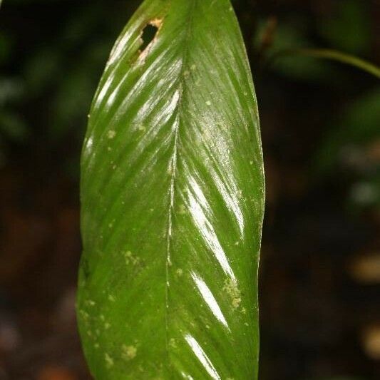 Geonoma Stricta Care Guide: Water, Soil & Propagation - Plantiary
