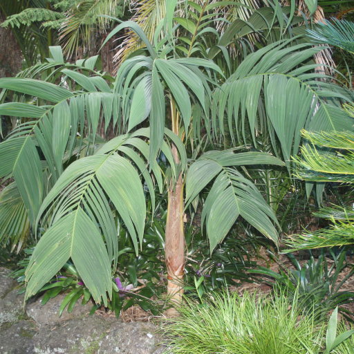 Undulate Shadowpalm (Geonoma Undata) Plant Care & How to Grow, Water