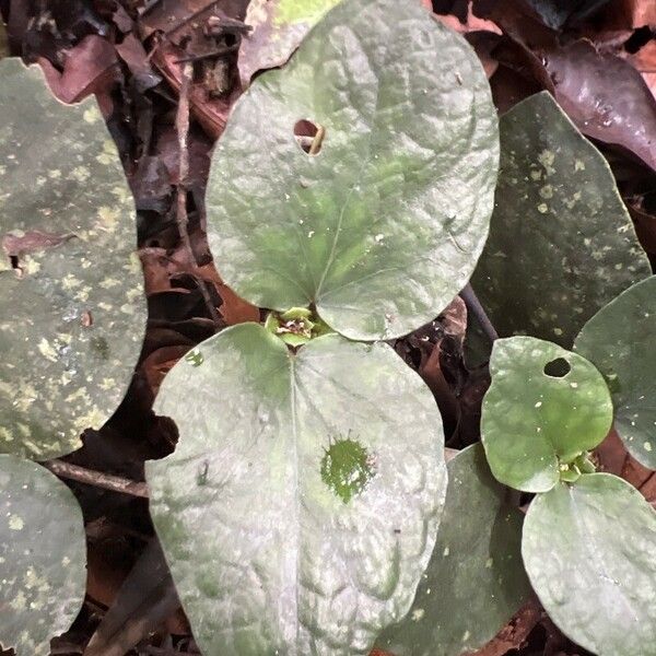 Geophila Afzelii Care Guide: Water, Soil & Propagation - Plantiary