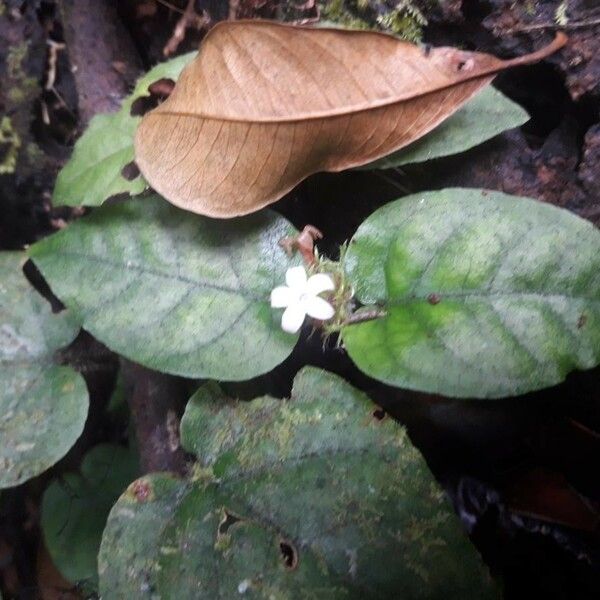 Geophila Cordifolia Care Guide: Water, Soil & Propagation - Plantiary