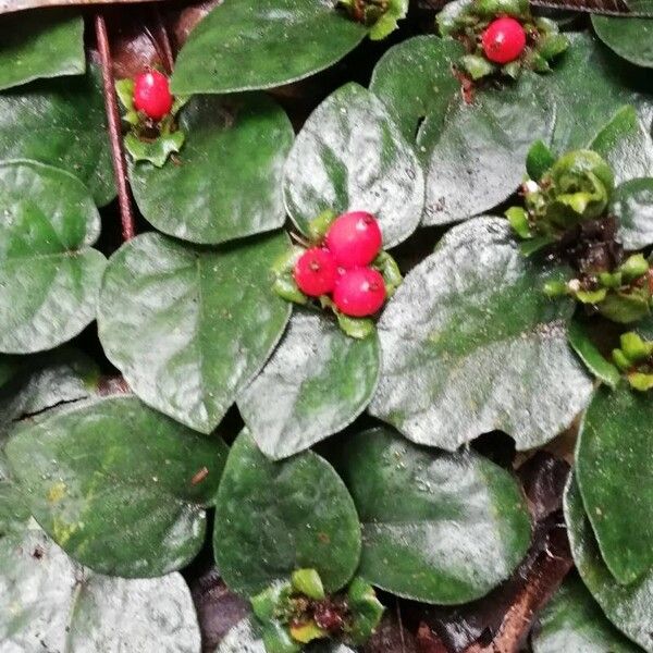 Geophila Renaris Care Guide: Water, Soil & Propagation - Plantiary