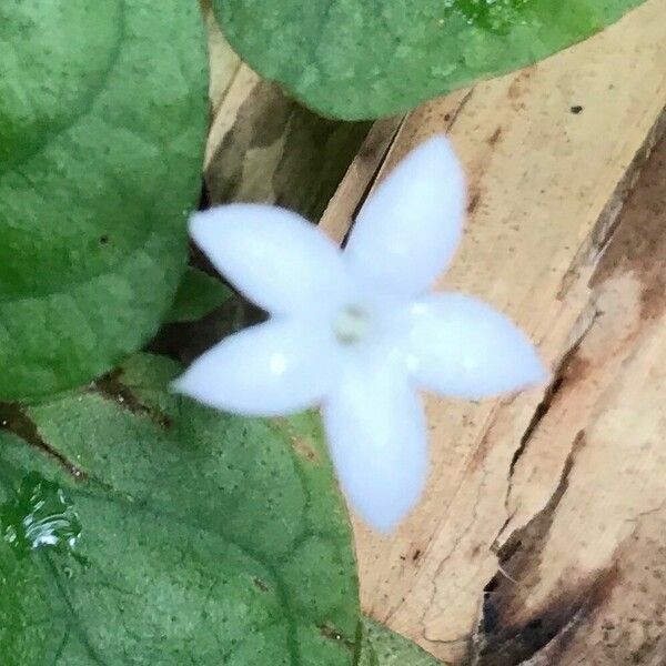 Snake Pennywort (Geophila Repens) Plant Care & How to Grow, Water