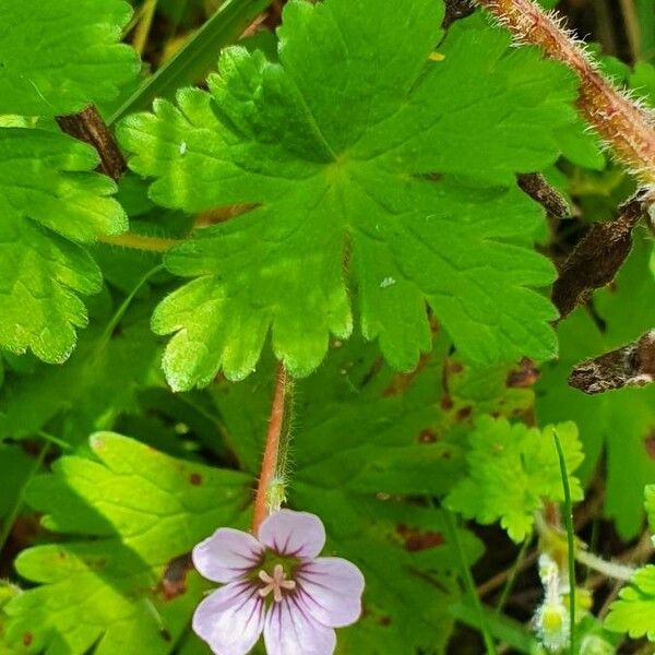 Geranium (Geranium Aculeolatum) Plant Care & How to Grow, Water