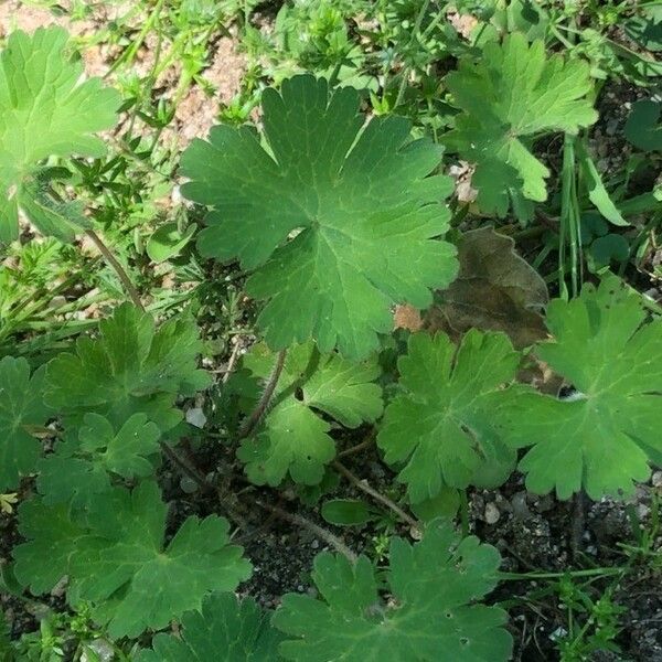 Crested Cranesbill (Geranium Albanum) Plant Care & How to Grow, Water