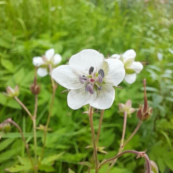 Geranium Albiflorum Plant Care & How to Grow, Water