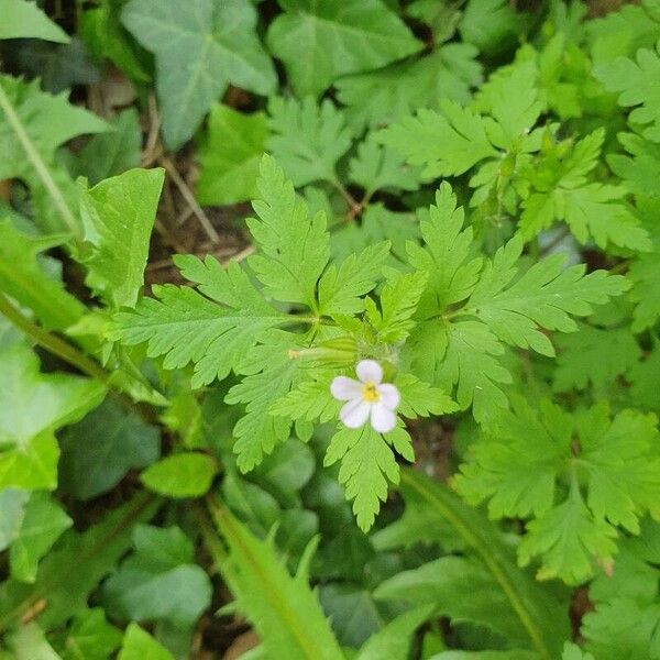 Geranium Alboroseum Care Guide: Water, Soil & Propagation - Plantiary