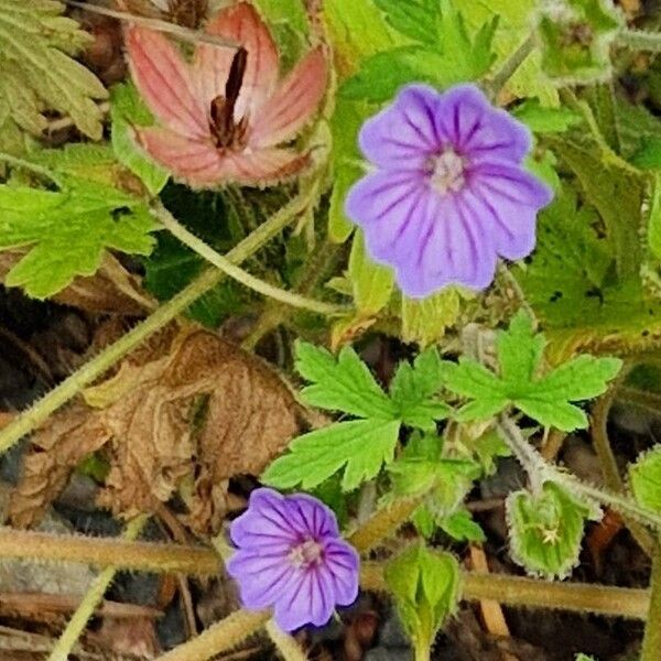 Hardy Geranium (Geranium Bohemicum) Plant Care & How to Grow, Water