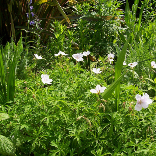 Clarke's Geranium (Geranium Clarkei) Plant Care & How to Grow, Water