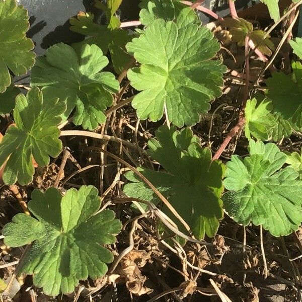 Geranium Collinum Plant Care & How to Grow, Water