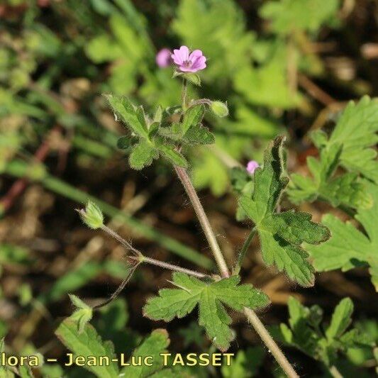 Fanleaf Geranium (Geranium Divaricatum) Plant Care & How to Grow, Water