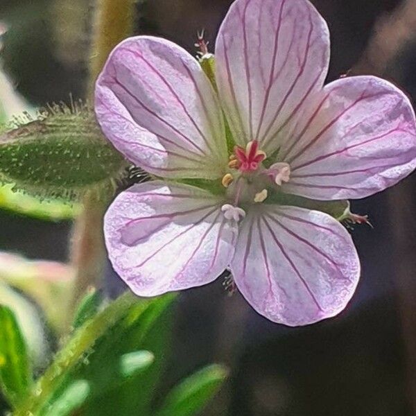Little-Robin (Geranium Elamellatum) Plant Care & How to Grow, Water
