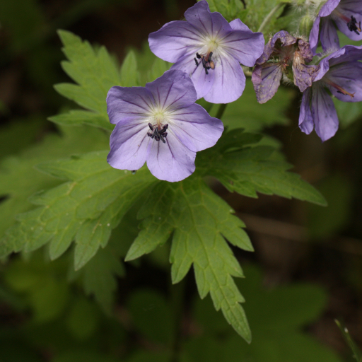 Woolly Crane's-Bill (Geranium Erianthum) Plant Care & How to Grow, Water