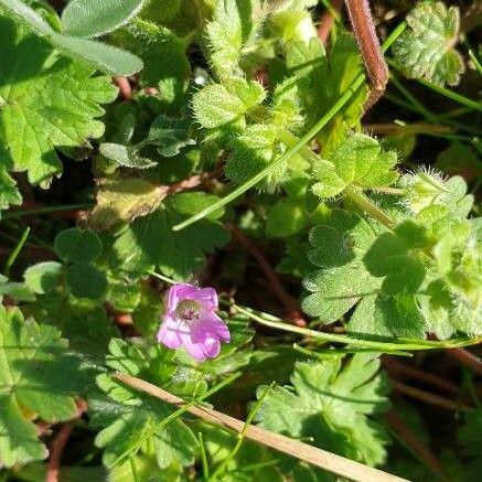 Longstalk Cranesbill (Geranium Gracile) Plant Care & How to Grow, Water