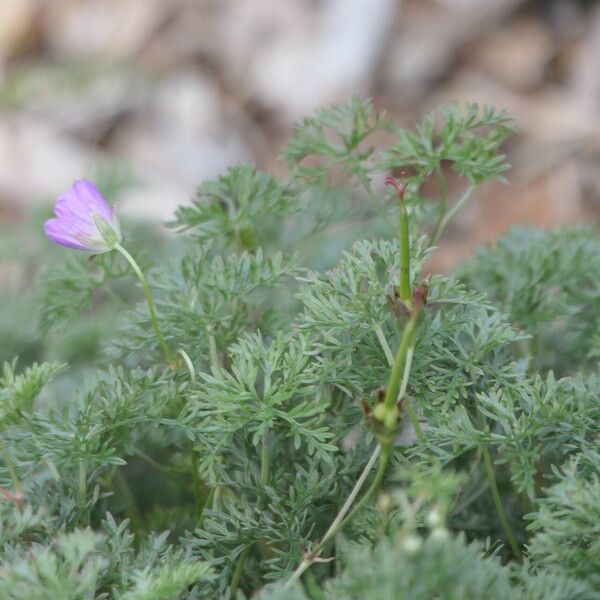 Carpet Geranium (Geranium Incanum) Plant Care & How to Grow, Water