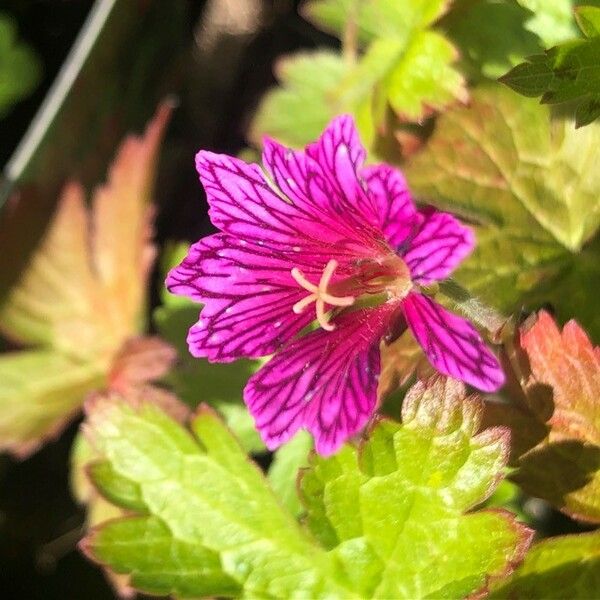 Geranium Linearilobum Plant Care & How to Grow, Water
