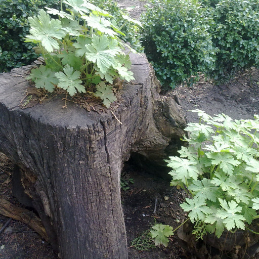 Rock Crane's-Bill (Geranium Macrorrhizum) Plant Care & How to Grow, Water