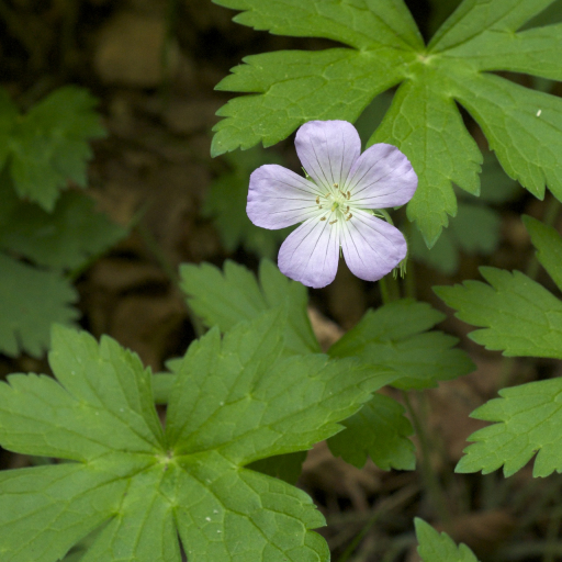 Wild Geranium (Geranium Maculatum) Plant Care & How to Grow, Water