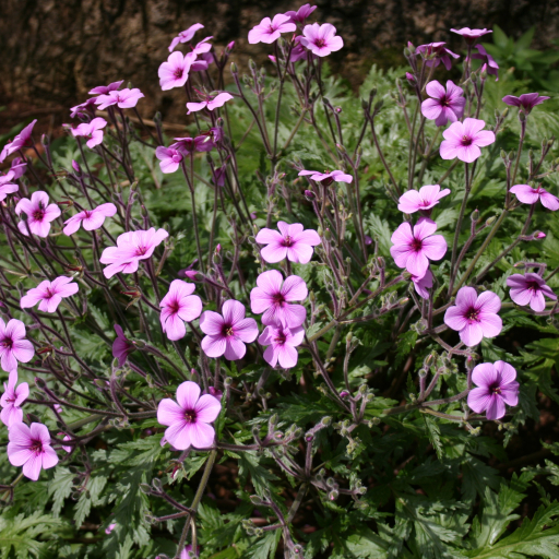 Giant Herb-Robert (Geranium Maderense) Plant Care & How to Grow, Water
