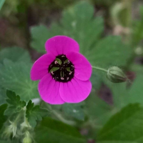 Black-Eyed Geranium (Geranium Ocellatum) Plant Care & How to Grow, Water