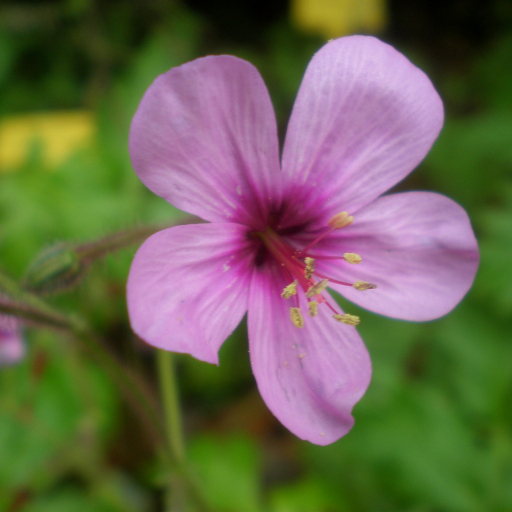 Canary Island Geranium (Geranium Palmatum) Plant Care & How to Grow, Water