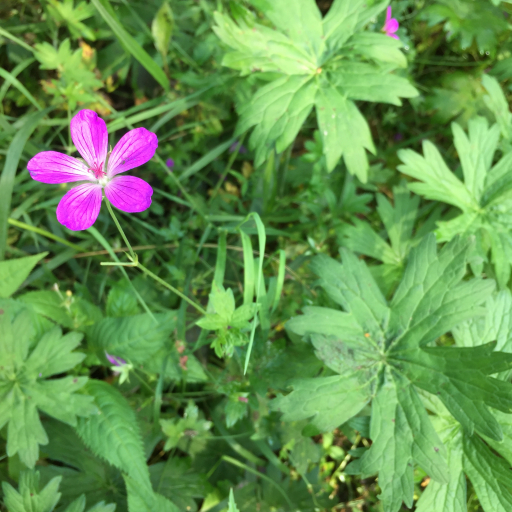 Marsh Crane's-Bill (Geranium Palustre) Plant Care & How to Grow, Water