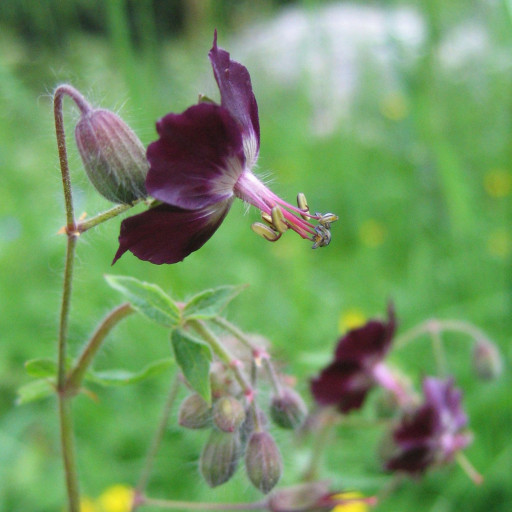 Dusky Crane's-Bill (Geranium Phaeum) Plant Care & How to Grow, Water