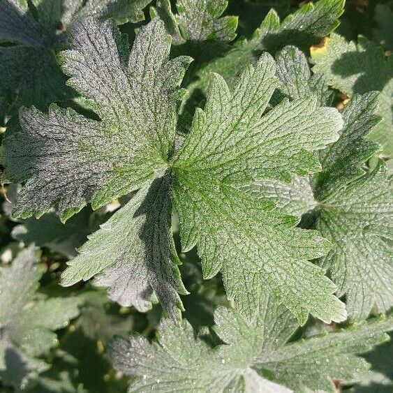 Geranium Pulchrum Plant Care & How to Grow, Water