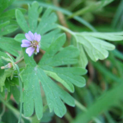 Small Geranium (Geranium Pusillum) Plant Care & How to Grow, Water