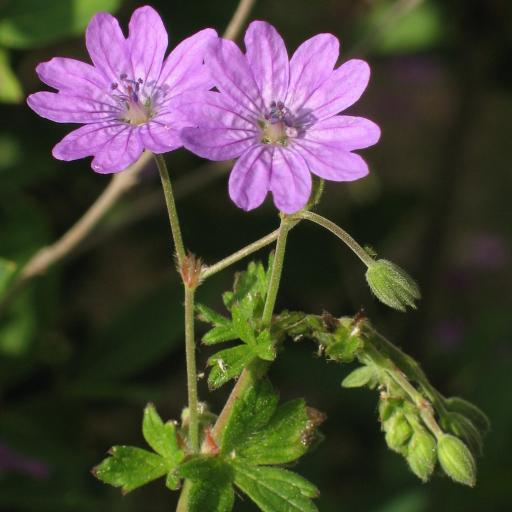 Hedgerow Cranesbill (Geranium Pyrenaicum) Plant Care & How to Grow, Water
