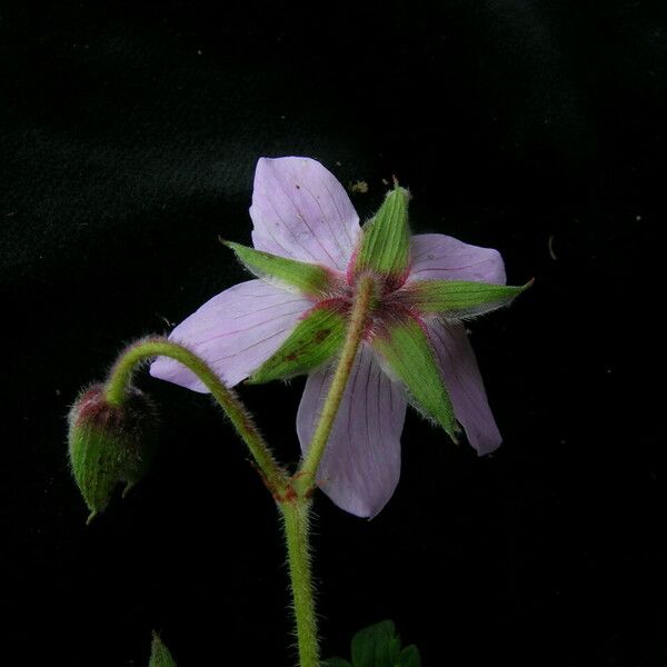 Geranium Refractum Plant Care & How to Grow, Water