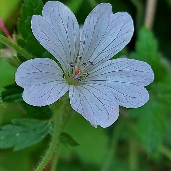 Brookside Cranesbill (Geranium Rivulare) Plant Care & How to Grow, Water