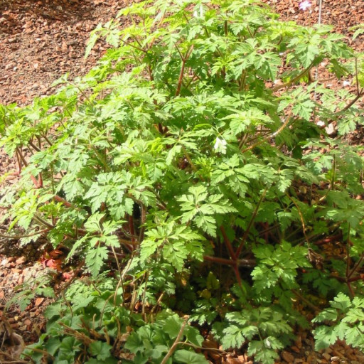 Herb-Robert (Geranium Robertianum) Plant Care & How to Grow, Water