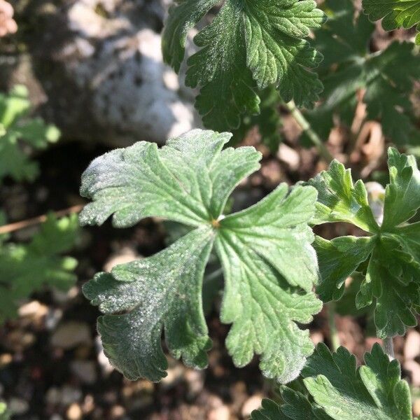 Geranium Robustum Plant Care & How to Grow, Water