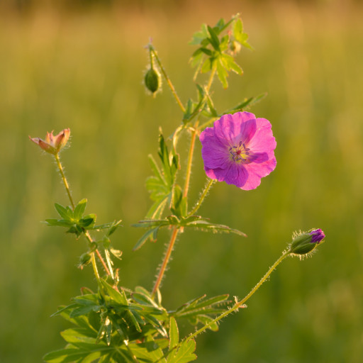 Bloody Cranesbill (Geranium Sanguineum) Plant Care & How to Grow, Water
