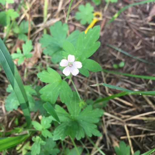 Siberian Crane's-Bill (Geranium Sibiricum) Plant Care & How to Grow, Water