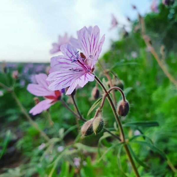 Tuberous-Rooted Cranesbill (Geranium Tuberosum) Plant Care & How to ...
