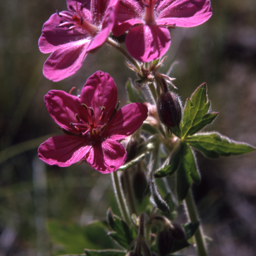 Sticky Geranium (Geranium Viscosissimum) Plant Care & How to Grow, Water