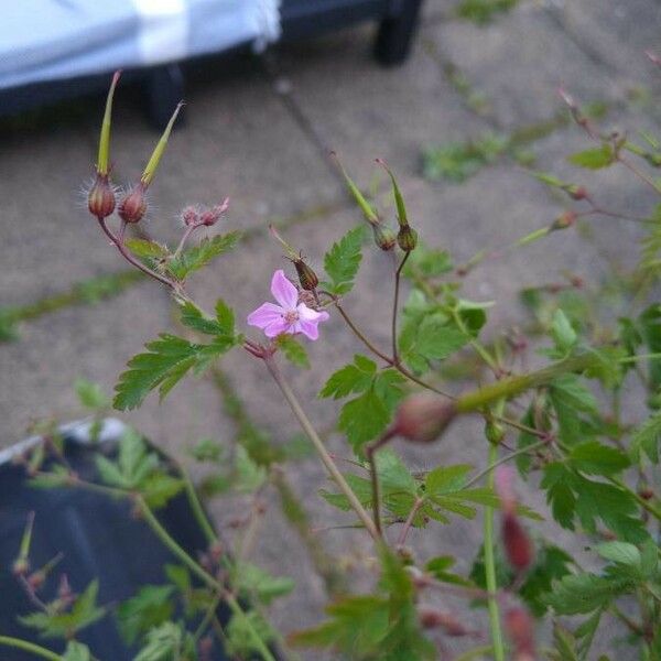 Greater Herb Robert (Geranium Yeoi) Plant Care & How to Grow, Water