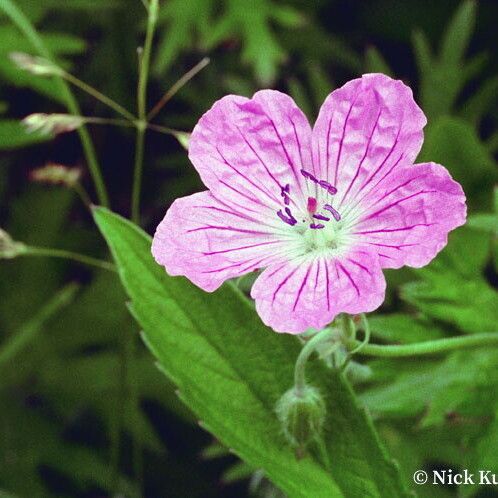 Geranium Yesoense Care Guide: Water, Soil & Propagation - Plantiary