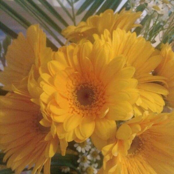 Gerbera Delavayi Plant Care & How to Grow, Water