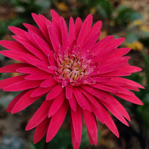 African Daisy (Gerbera Jamesonii) Plant Care & How to Grow, Water