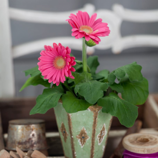 Gerbera X Cantabrigiensis Plant Care & How to Grow, Water