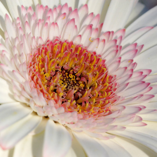 African Daisies (Gerbera) Plant Care & How to Grow, Water