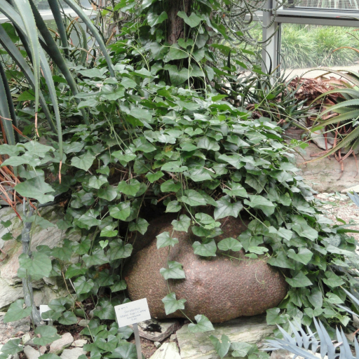 Gerrardanthus Lobatus Plant Care & How to Grow, Water